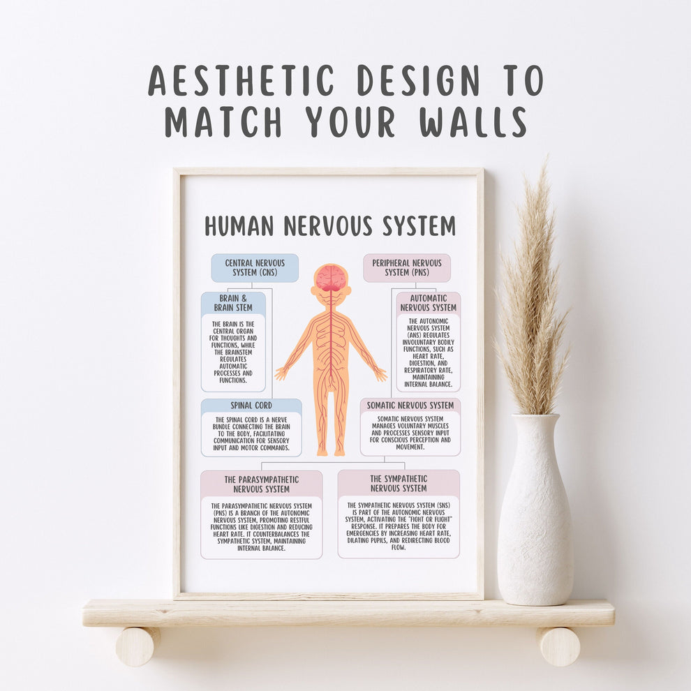 Human Nervous System Poster – MindSpace