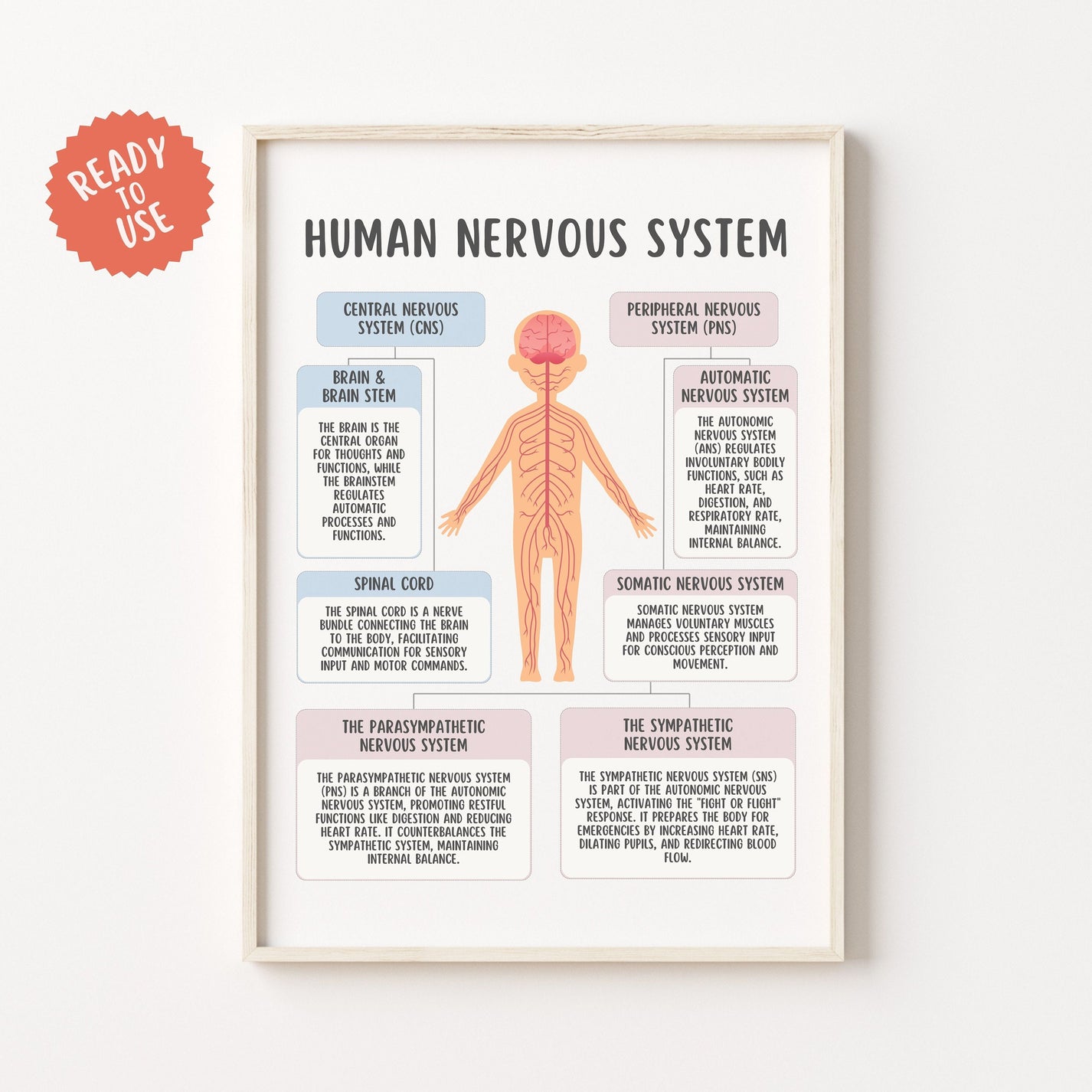Human Nervous System Poster – MindSpace